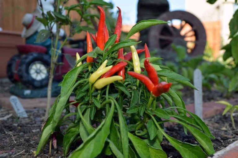Top 10 Types of Ornamental Peppers ( With Pictures)