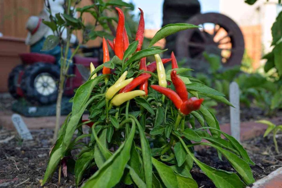 Top 10 Types of Ornamental Peppers ( With Pictures)