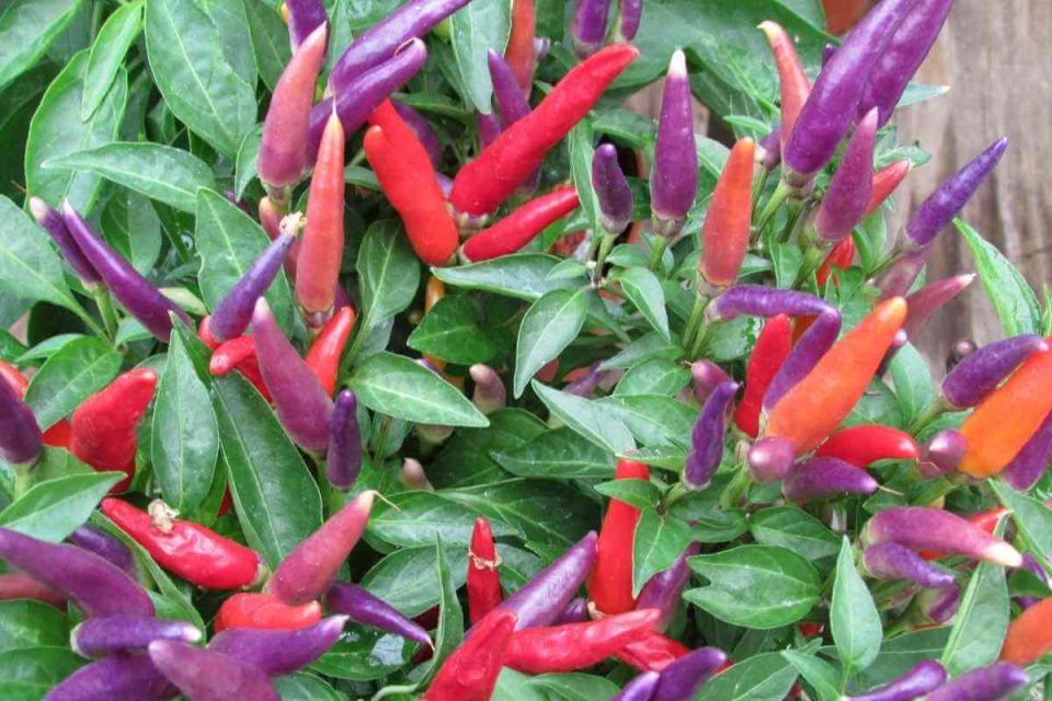 Top 10 Types of Ornamental Peppers ( With Pictures)