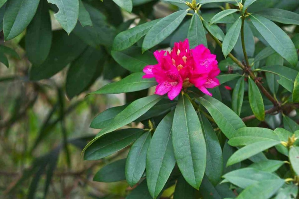 Top 15 Common Rhododendron Varieties (With Pictures)