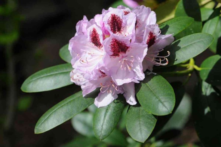Top 15 Common Rhododendron Varieties (With Pictures)
