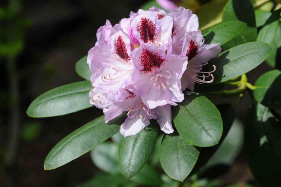 Top 15 Common Rhododendron Varieties (With Pictures)