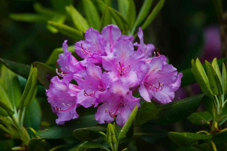 Top 15 Common Rhododendron Varieties (With Pictures)
