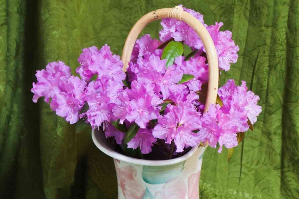 Top 15 Common Rhododendron Varieties (With Pictures)