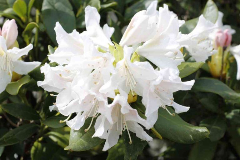 Top 15 Common Rhododendron Varieties (With Pictures)
