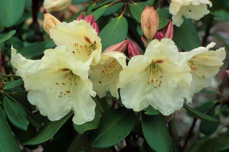 Top 15 Common Rhododendron Varieties (With Pictures)