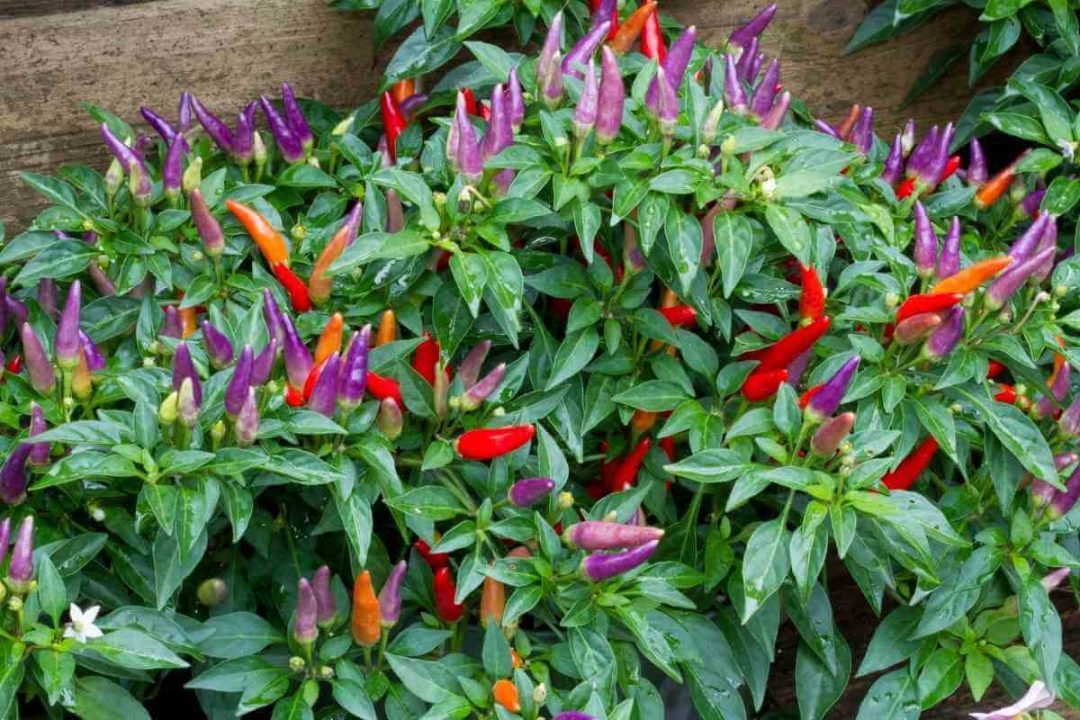 Top 10 Types of Ornamental Peppers ( With Pictures)