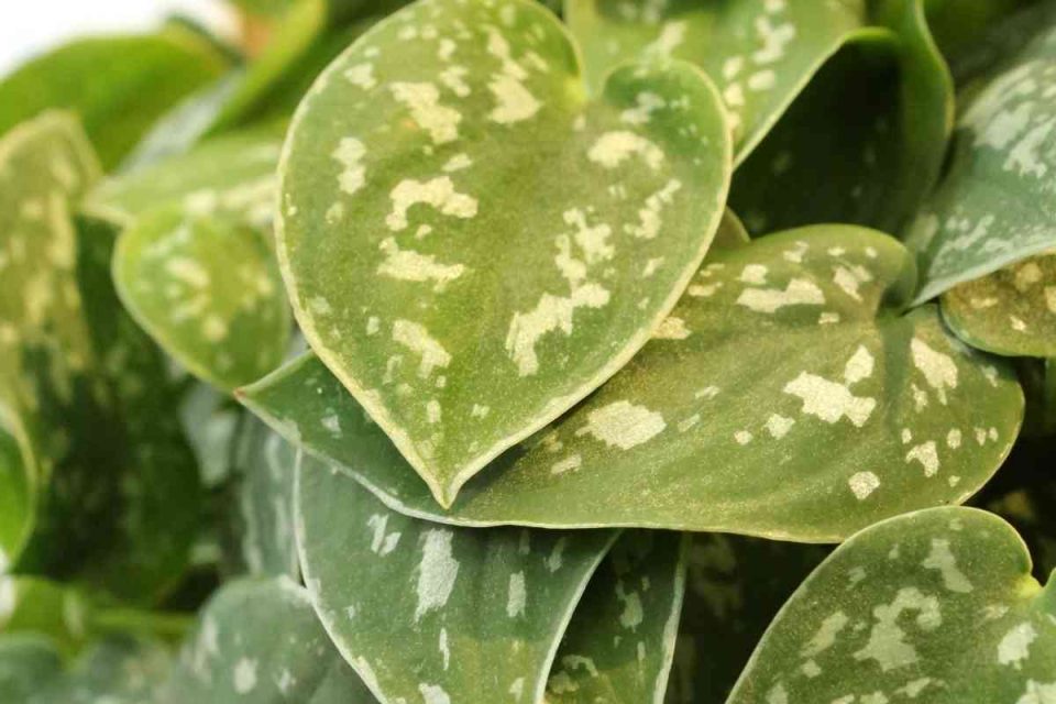 Scindapsus Silver Splash Care and Growing Tips