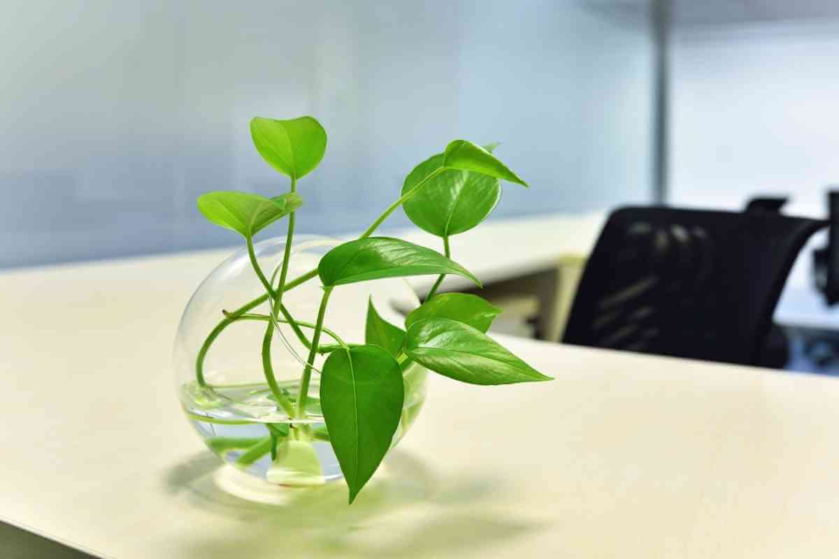 Top 5 Common Scindapsus Varieties