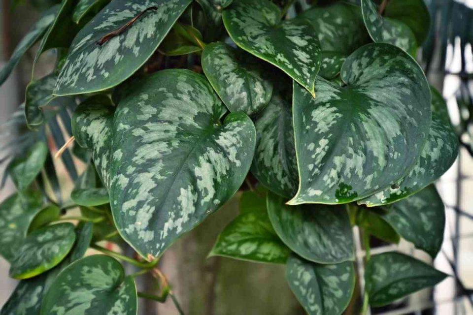 Top 5 Common Scindapsus Varieties
