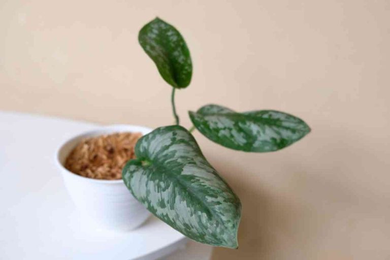 Top 5 Common Scindapsus Varieties