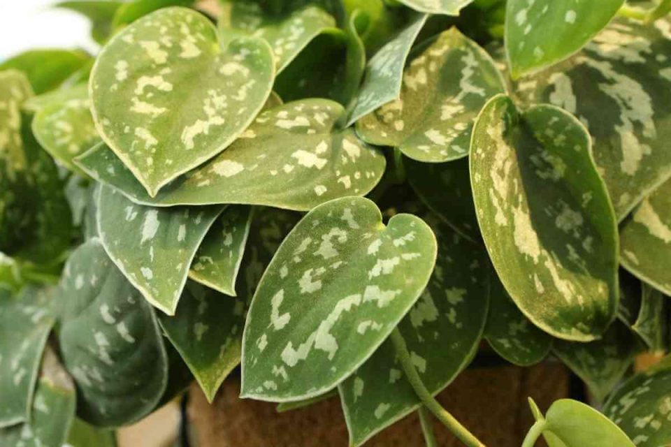 Top 5 Common Scindapsus Varieties