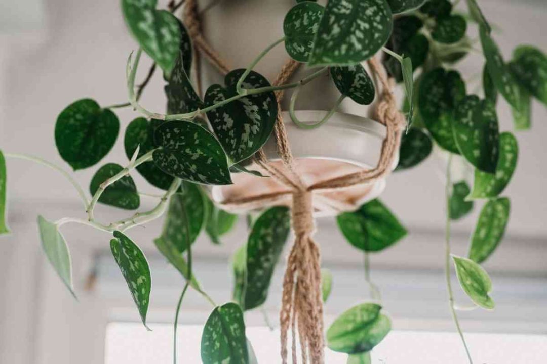 Top 5 Common Scindapsus Varieties