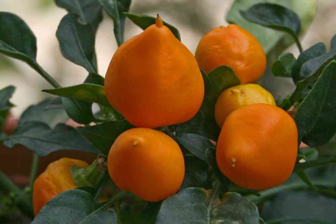 Top 10 Types of Ornamental Peppers ( With Pictures)