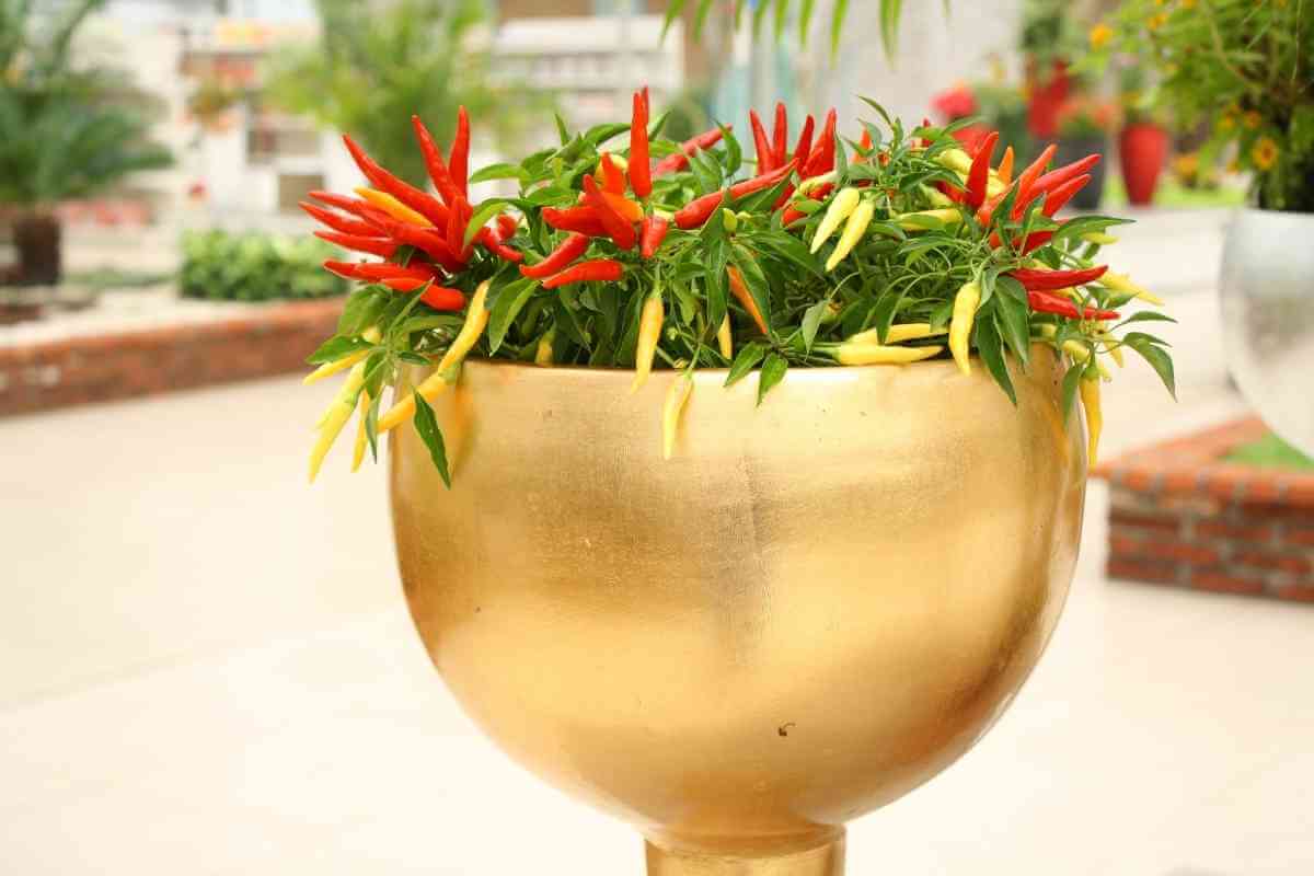 Top 10 Types of Ornamental Peppers ( With Pictures)