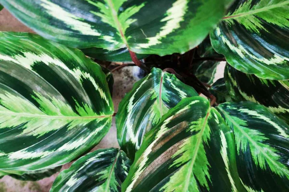 Calathea Louisae Care and Growing Tips