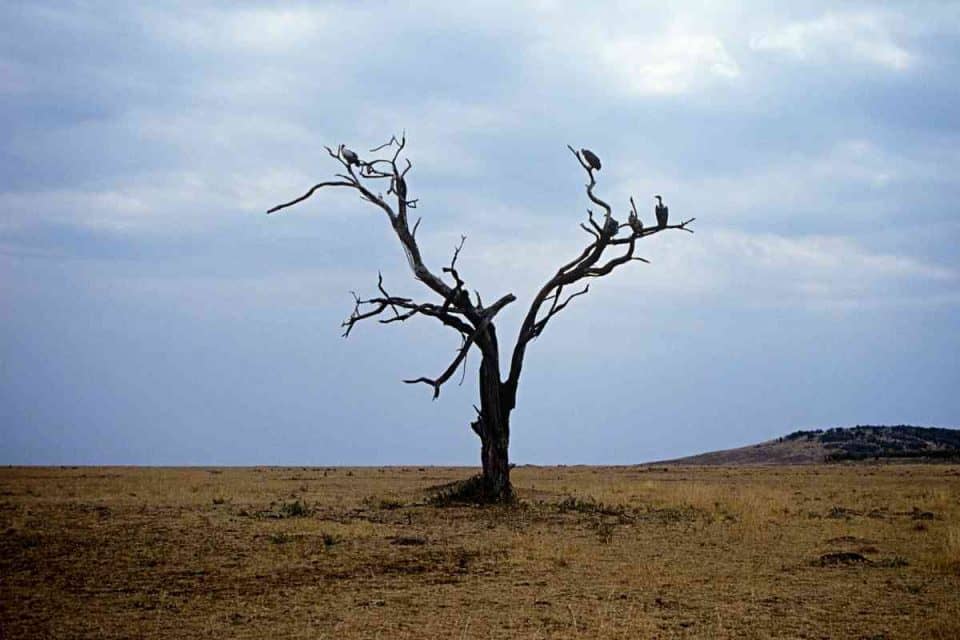 How to Identify a Dead Tree in Your Yard (4 Signs)