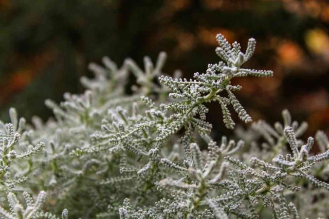 Top 9 Types of Heather Plants (With Pictures)