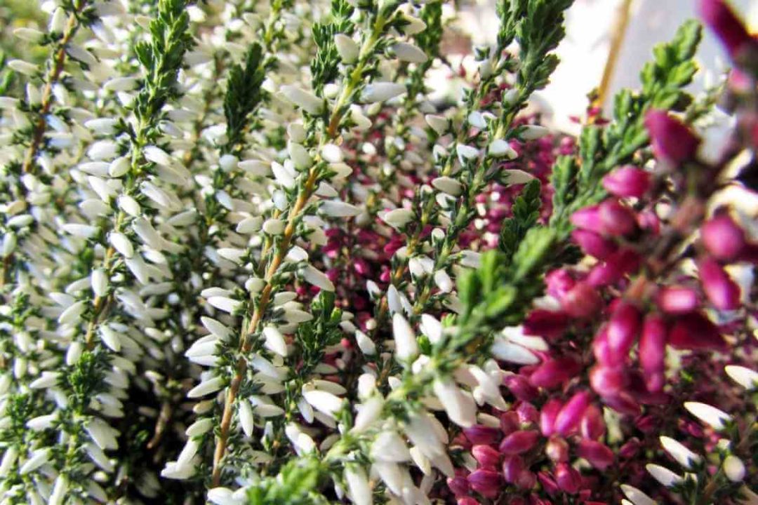 Top 9 Types of Heather Plants (With Pictures)