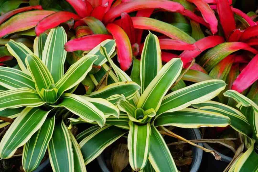 Top 7 Plants Similar To Spider Plants