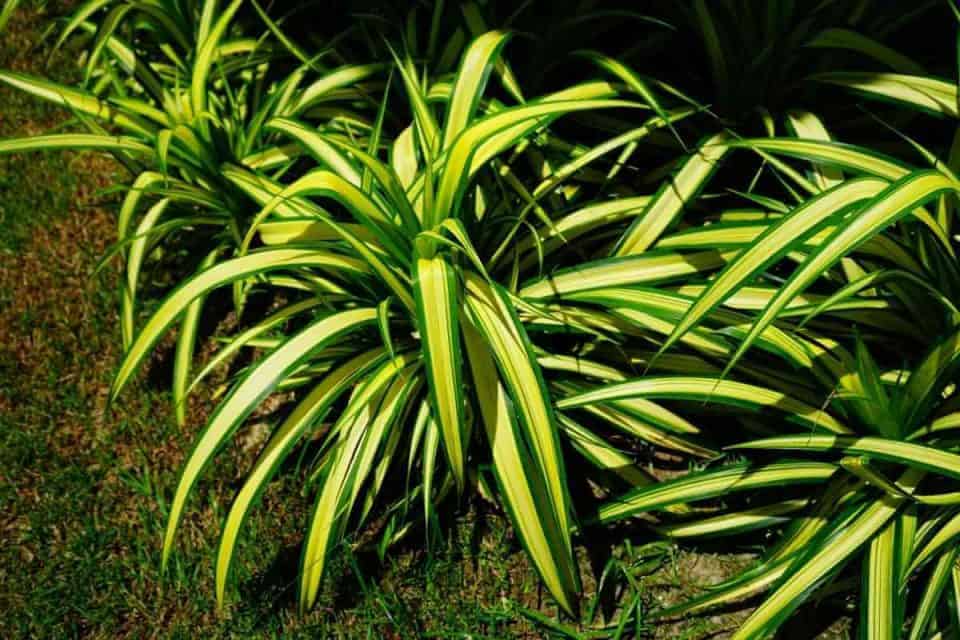 10 Most Common Spider Plant Varieties