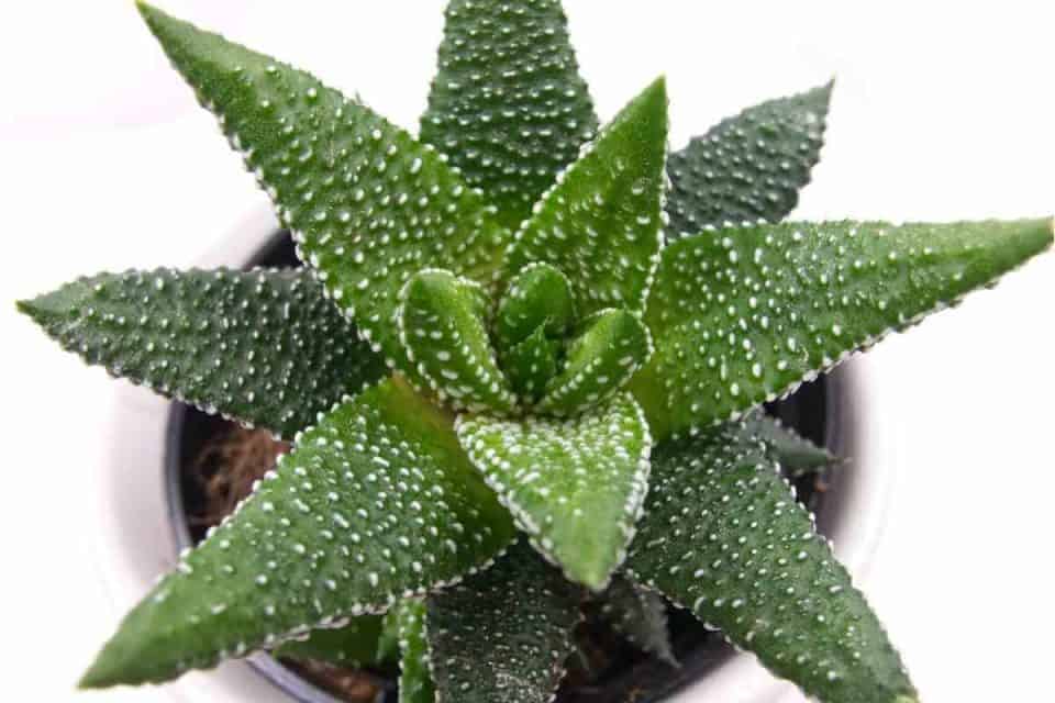 10 Most Common Haworthia Types
