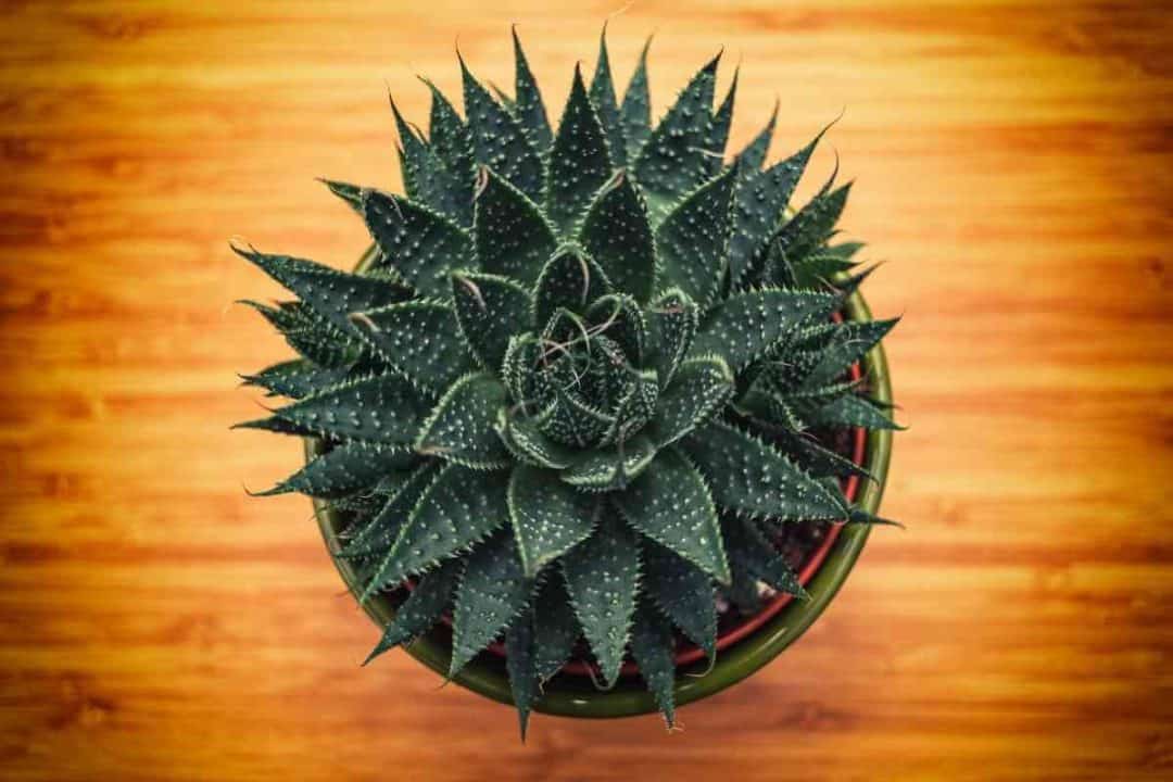 10 Most Common Haworthia Types
