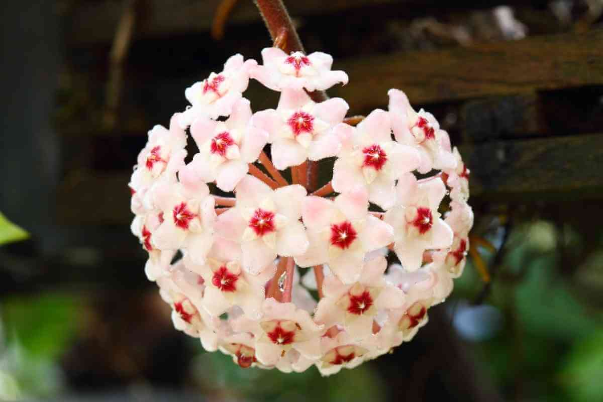 Hoya Shepherdii Care and Growing Tips
