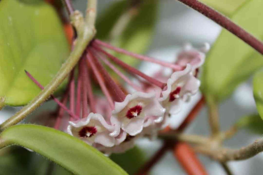 Hoya Shepherdii Care and Growing Tips
