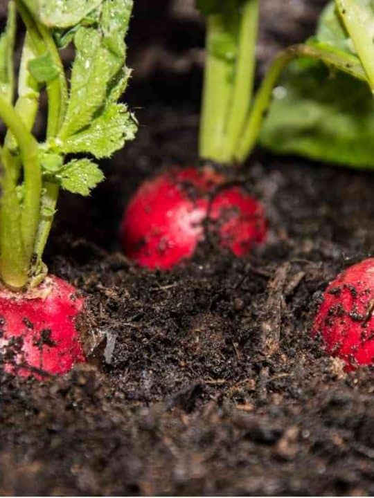 7 Different Peony Growing Stages