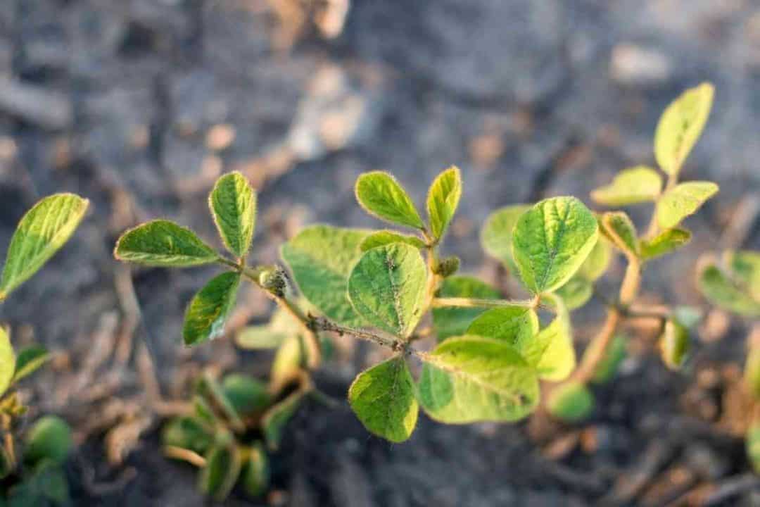 Different Soybean Growth Stages