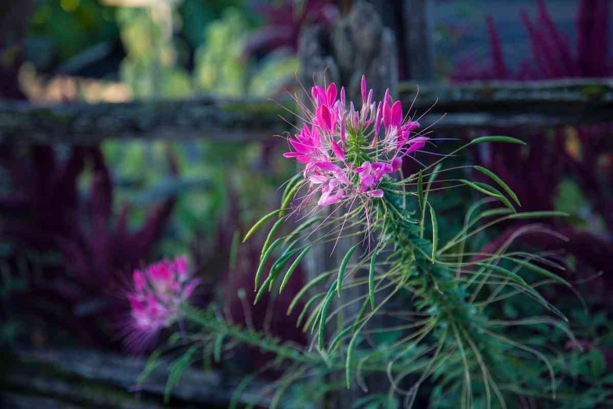 10 Most Common Spider Plant Varieties