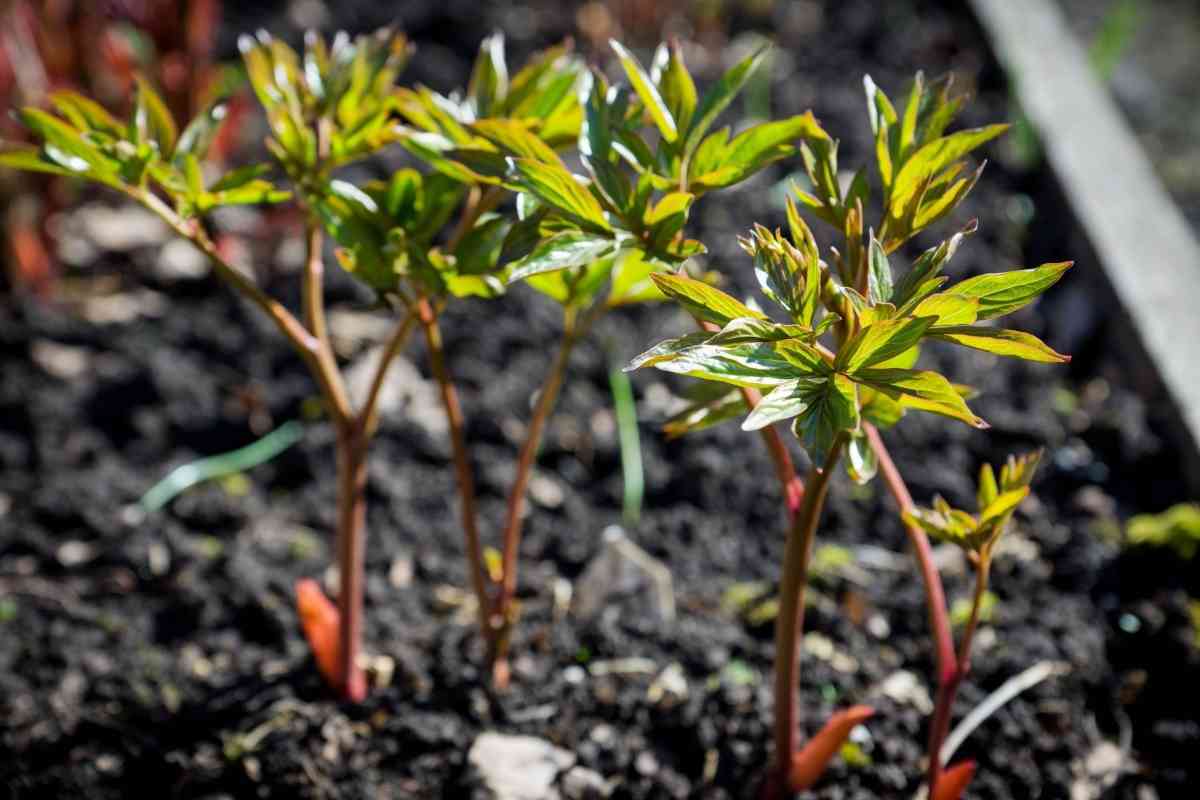 7 Different Peony Growing Stages