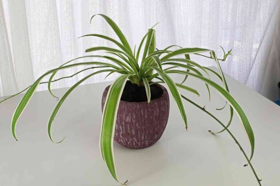 10 Most Common Spider Plant Varieties