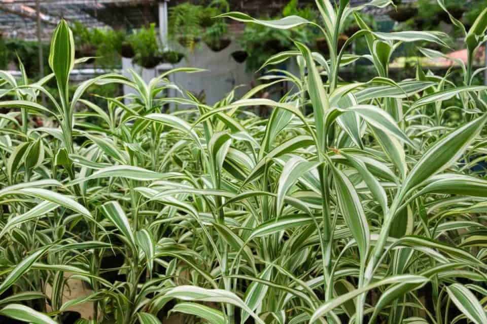 10 Most Common Spider Plant Varieties