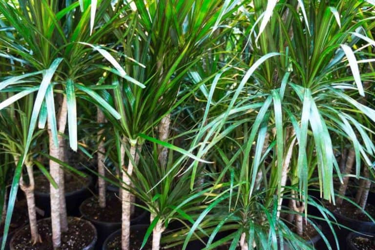 Top 8 Types of Indoor Palm Trees (With Pictures)