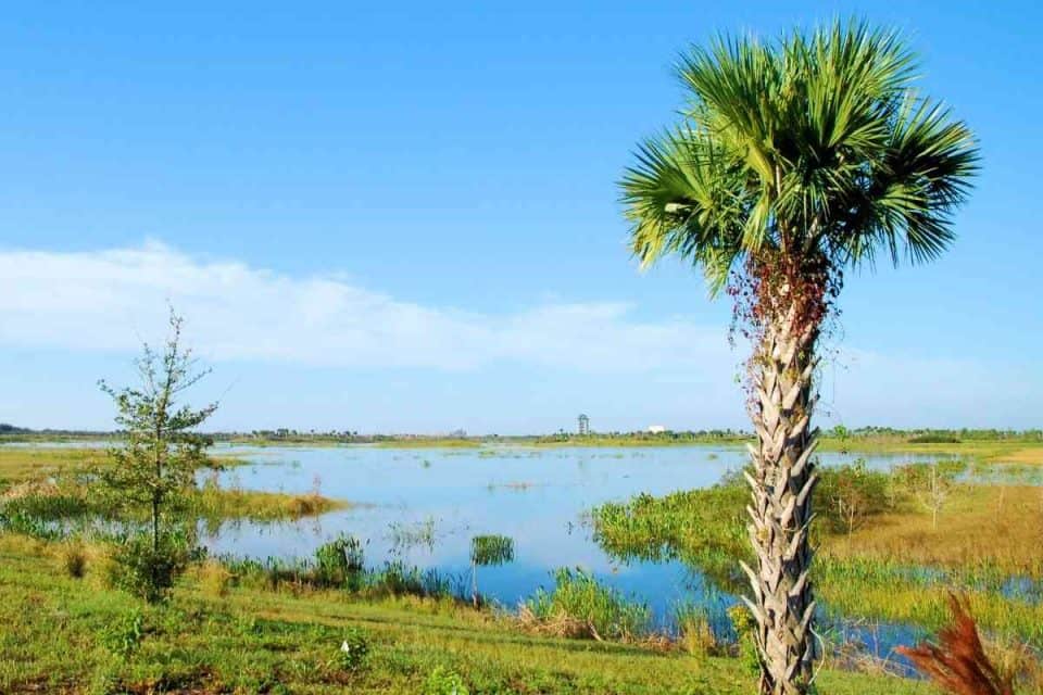 5 Popular Types of Palm Trees in Texas