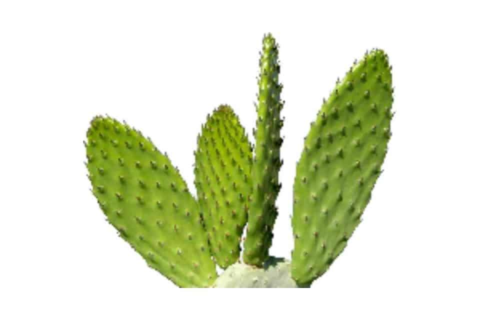 Why Is My Cactus Turning Brown? (How To Save It)