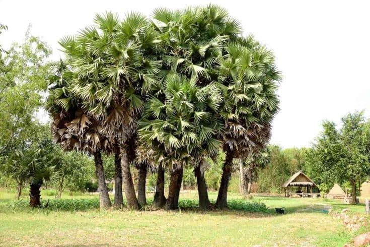 7 Popular Types of Palm Trees in Australia