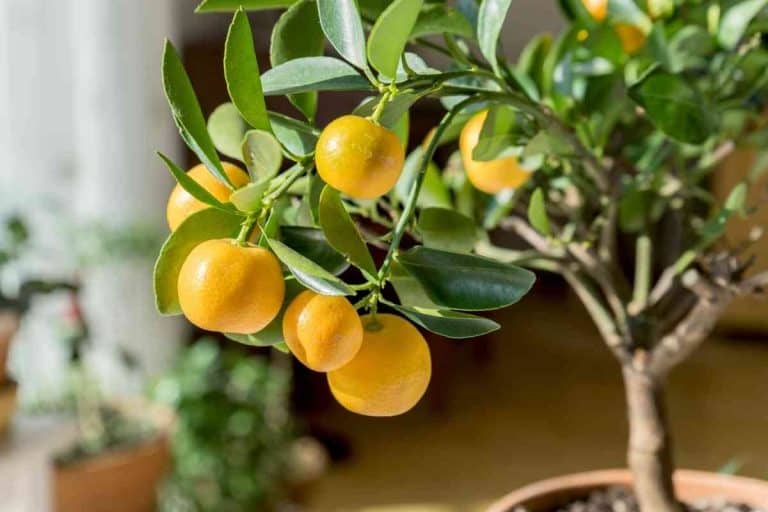 Top 10 Most Profitable Fruit Trees To Grow