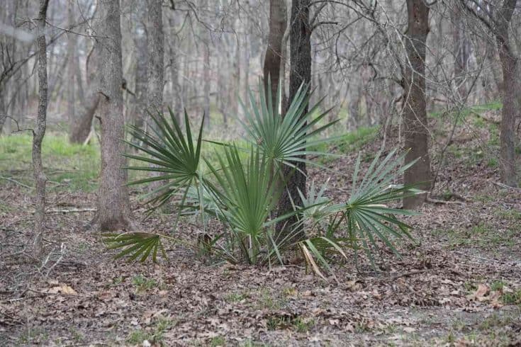 Top 6 Types of Palm Trees in South Carolina