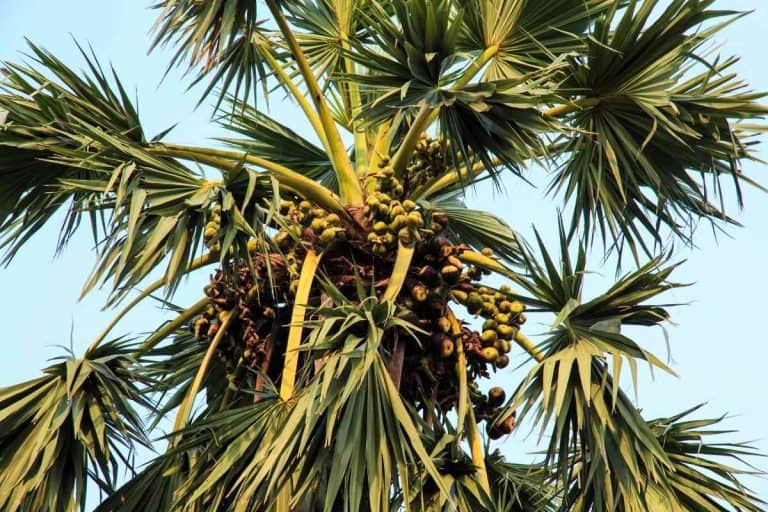 7 Popular Types of Palm Trees in Australia