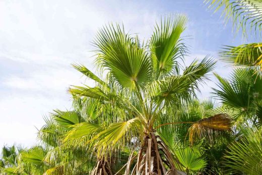 Top 6 Types of Palm Trees in South Carolina
