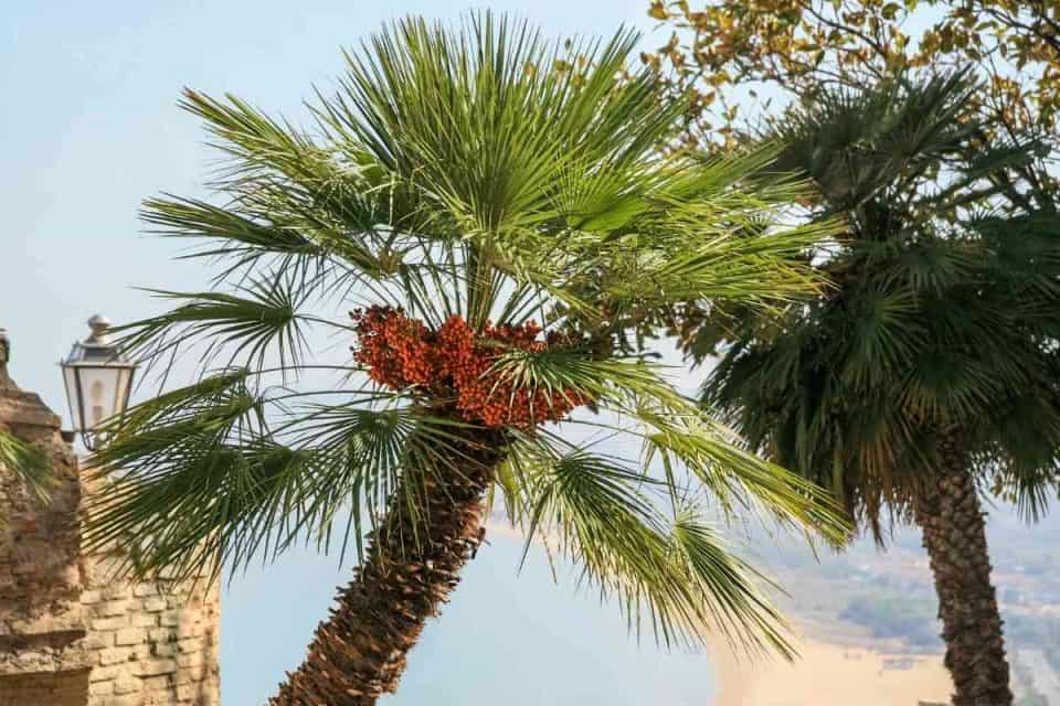 7 Popular Types of Palm Trees in Australia