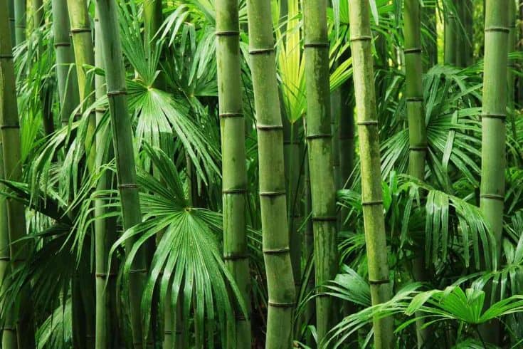 How Fast Does Bamboo Grow? (Bamboo Growth RATE Explained)