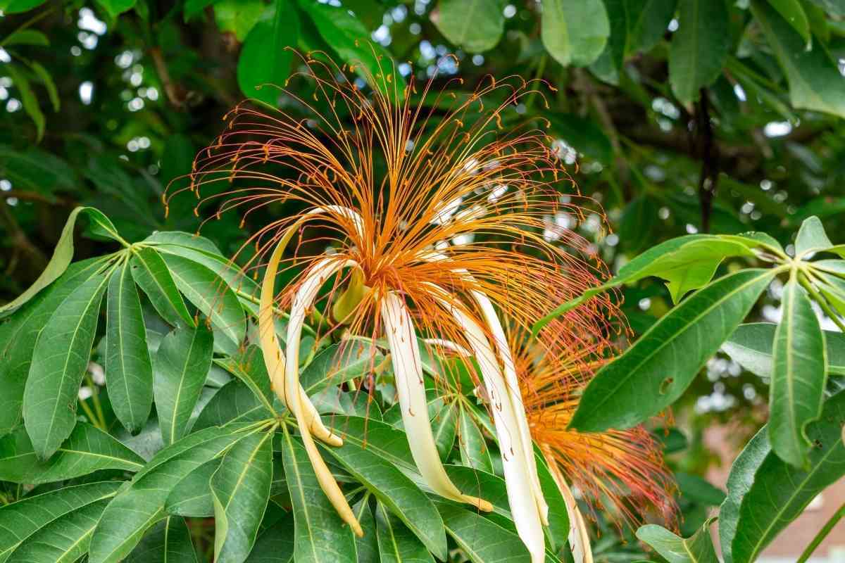 How To Revive A Dying Money Tree 6 Essential Steps 