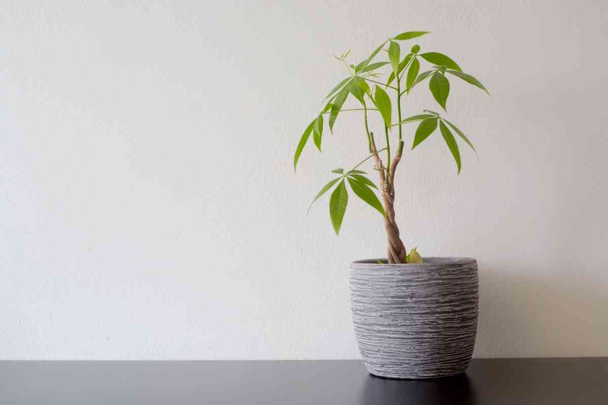 How To Revive A Dying Money Tree 6 Essential Steps How To Revive A Dying Money Tree 6 Essential Steps