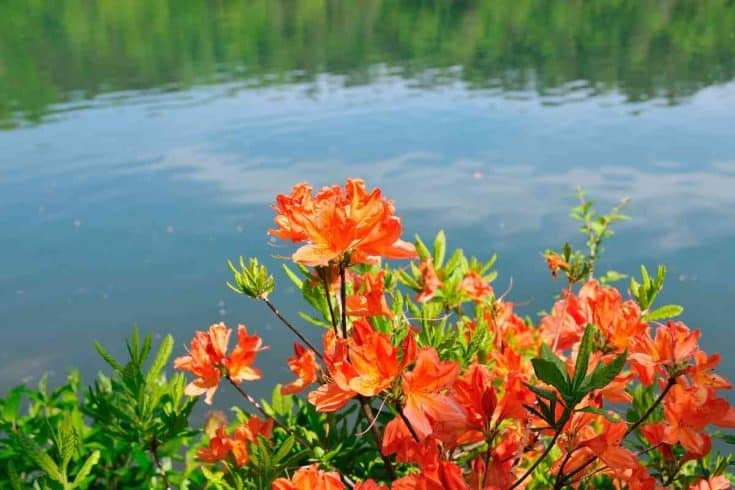 Azalea Leaves Turning Yellow (4 Possible Causes)