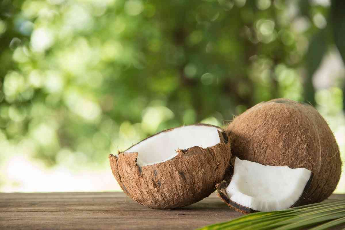 Is Coconut a Tree or a Fruit? (Coconut Classification)