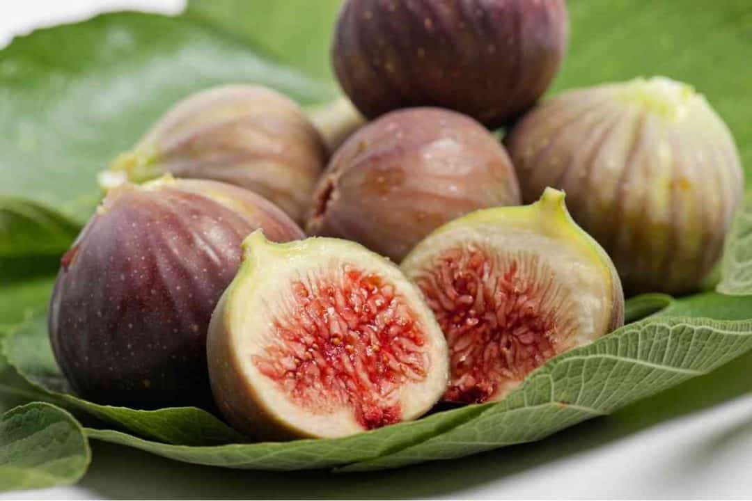 Is Fig a Fruit? (Classification of Fig)